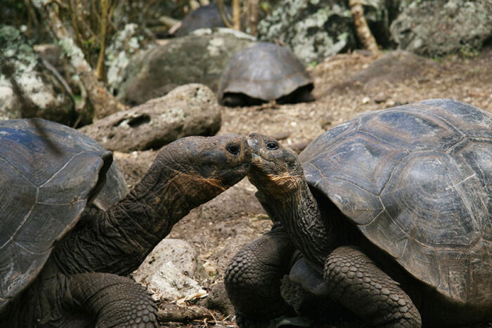 10 things to do in Isabela Island, Galapagos - Chez Manany Galapagos ...